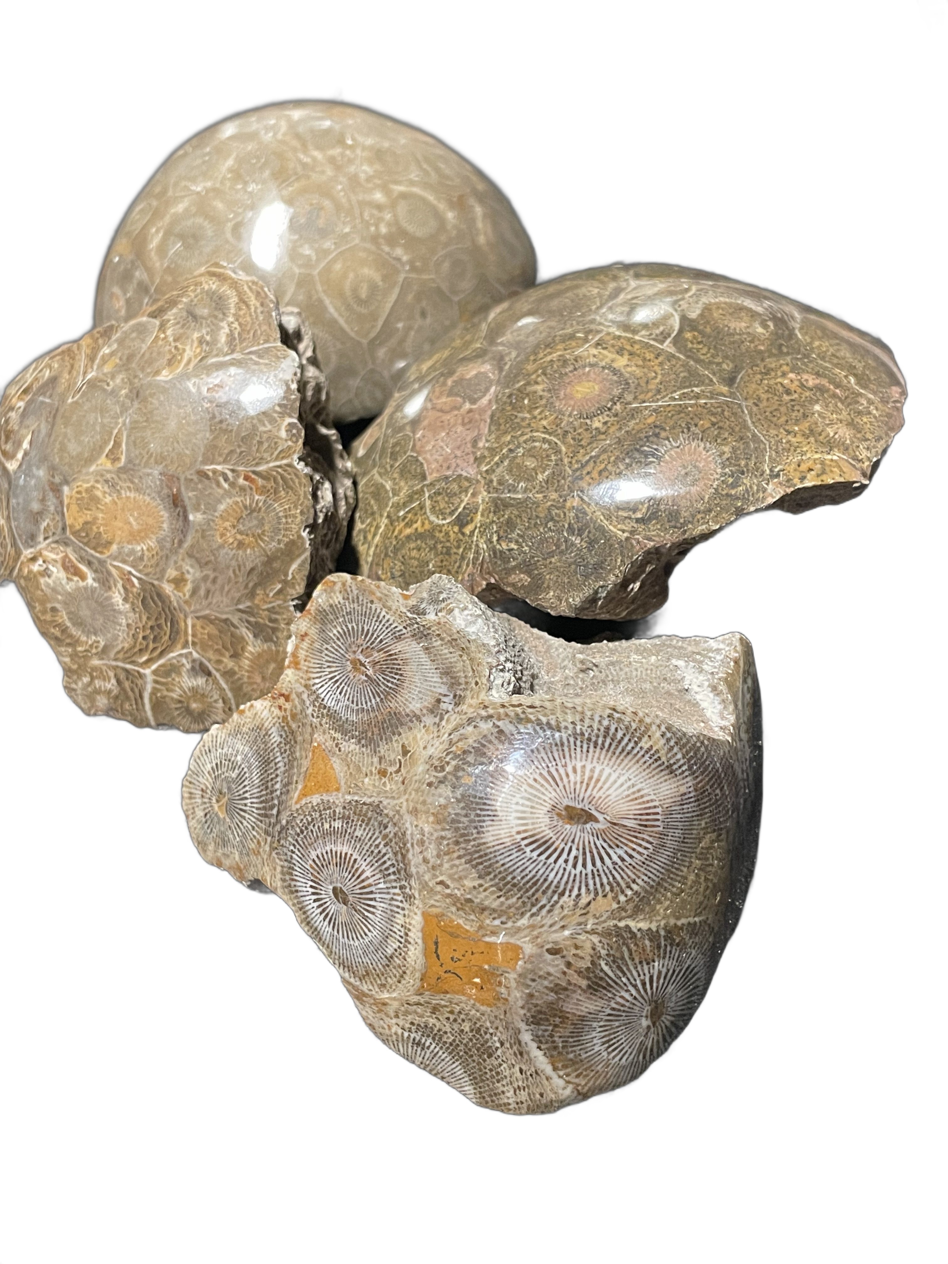 Polished Fossil Coral – Pacific Northwest Crystals